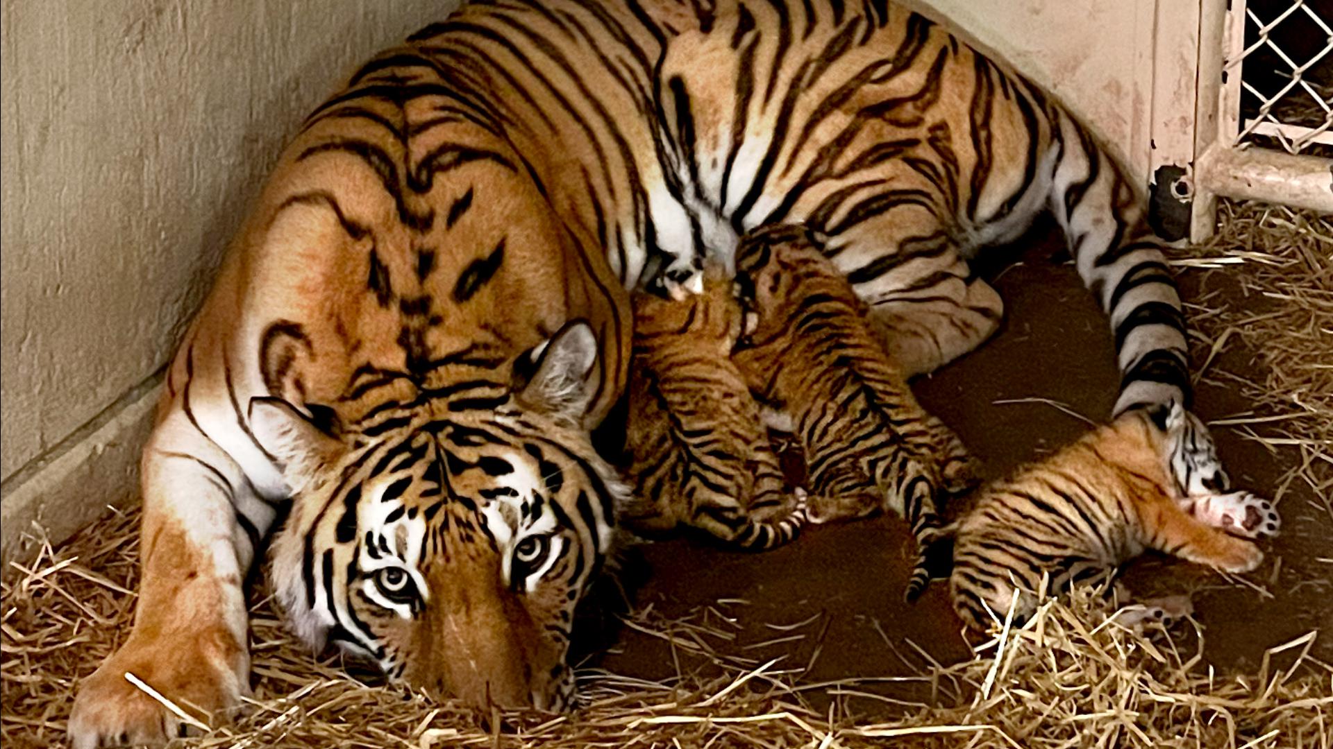 Louisville Zoo welcoming tiger cubs for the first time in 22 years ...