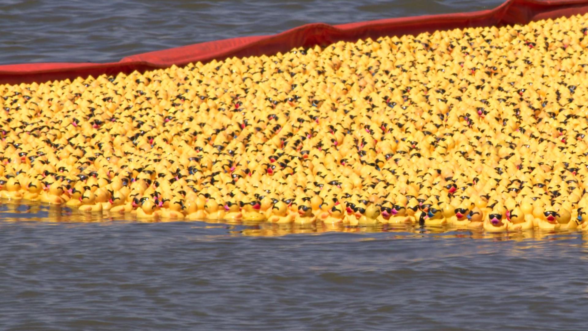 Annual Ken-Ducky Derby: Rubber ducks race on Ohio River | whas11.com