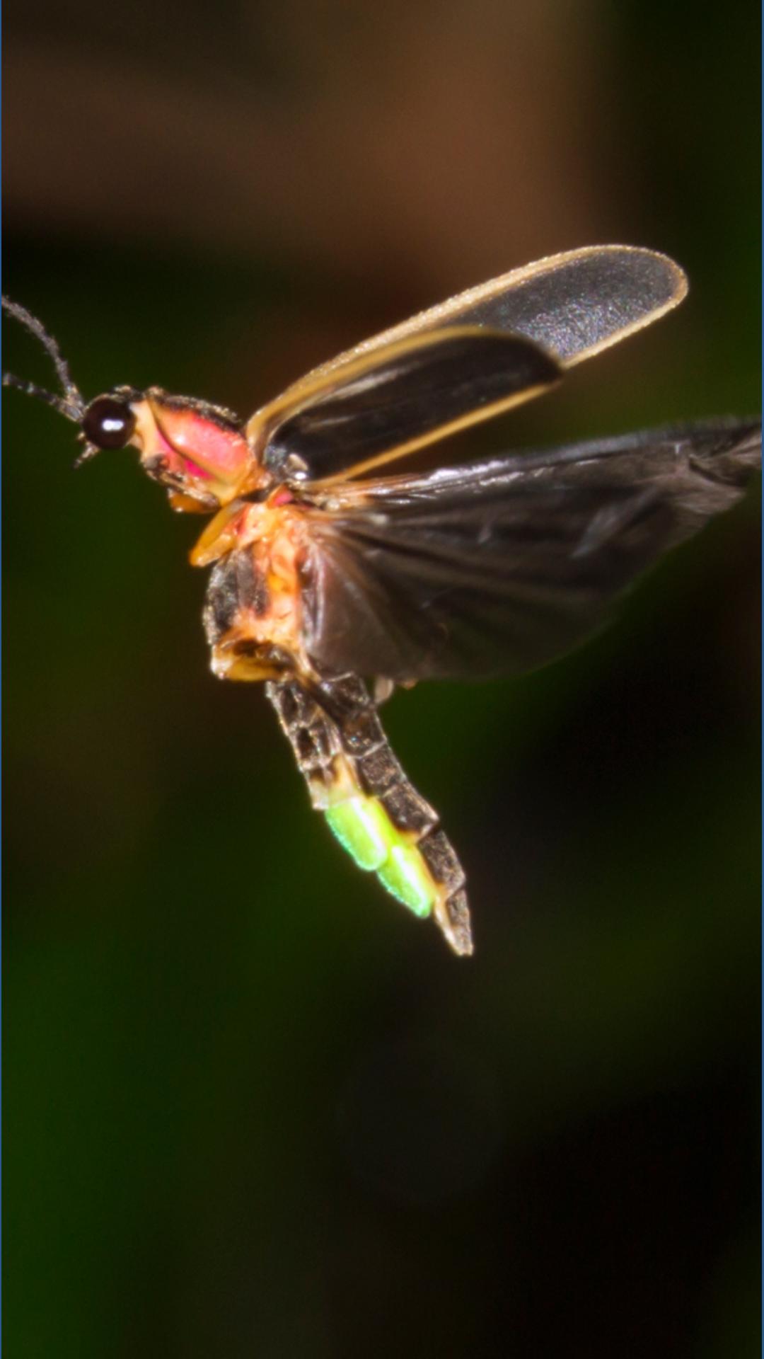 Kentucky's Bernheim Forest contributes to firefly conservation research ...