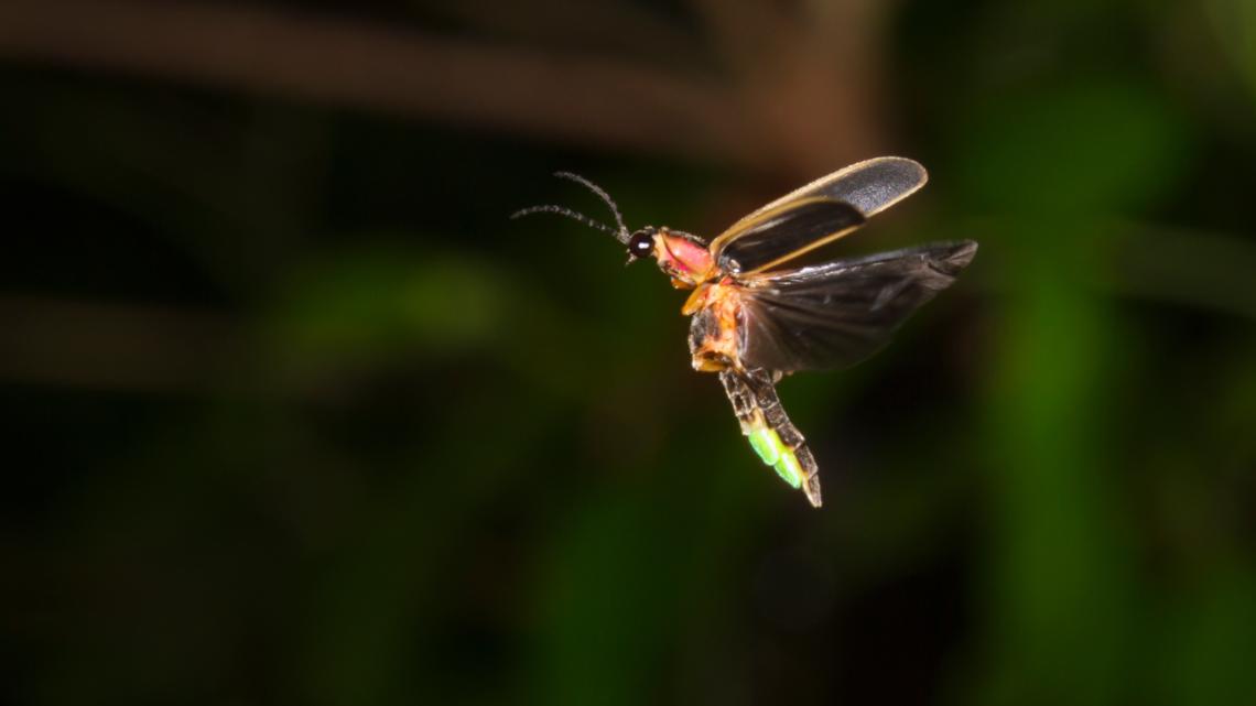 Kentucky's Bernheim Forest contributes to firefly conservation research ...
