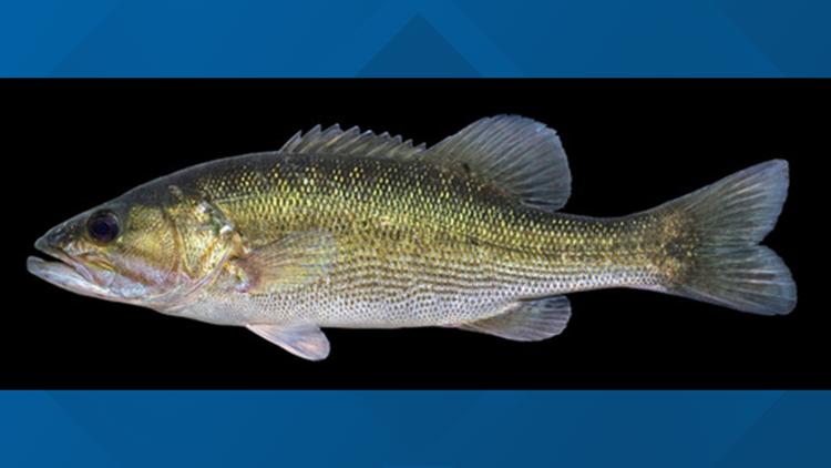 This invasive fish has been discovered in a Kentucky lake | whas11.com