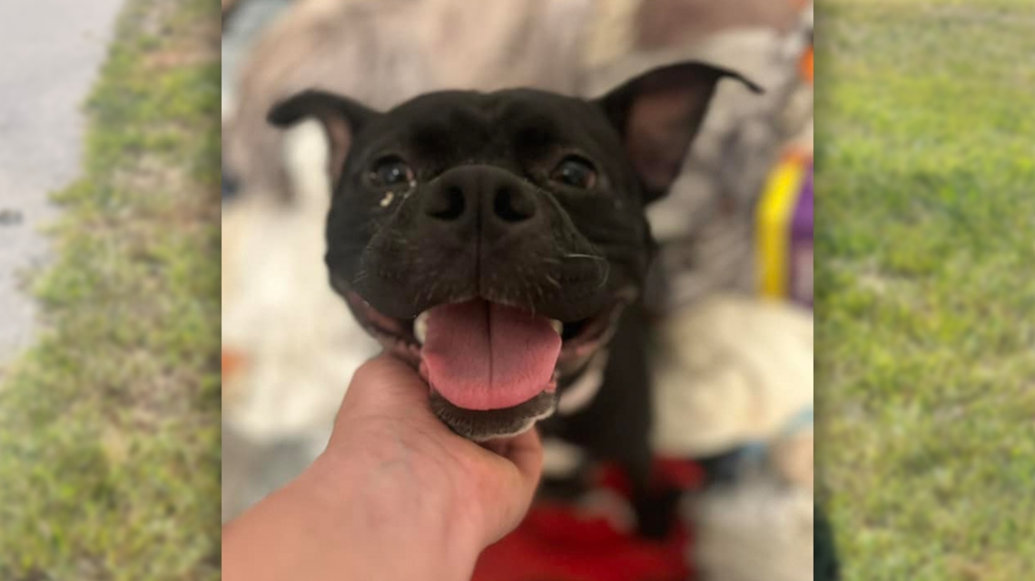 Sweet 1-year-old dog looking for home at LMAS | whas11.com