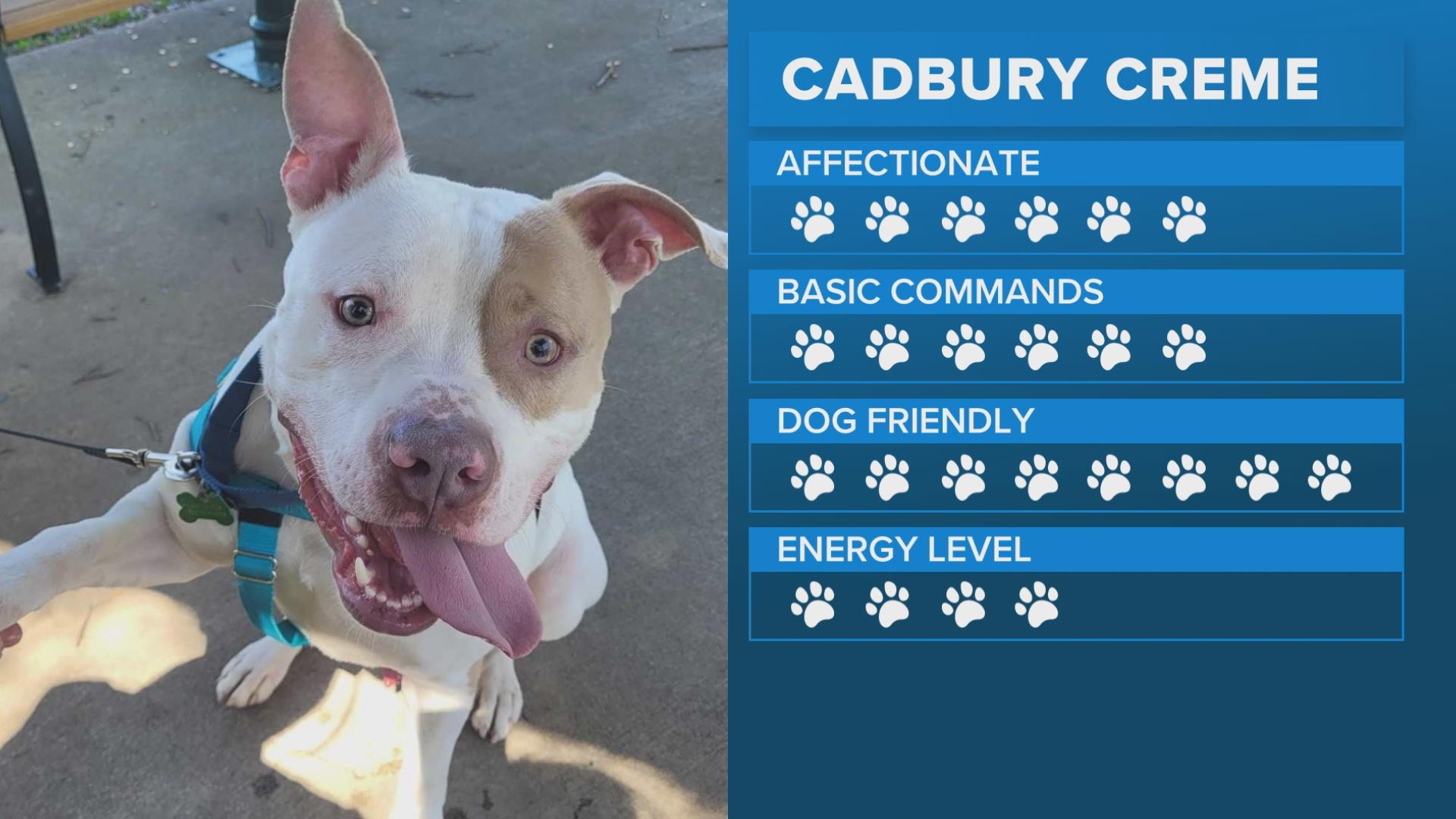 Meet Cad! An LMAS dog looking for a family of his own | whas11.com