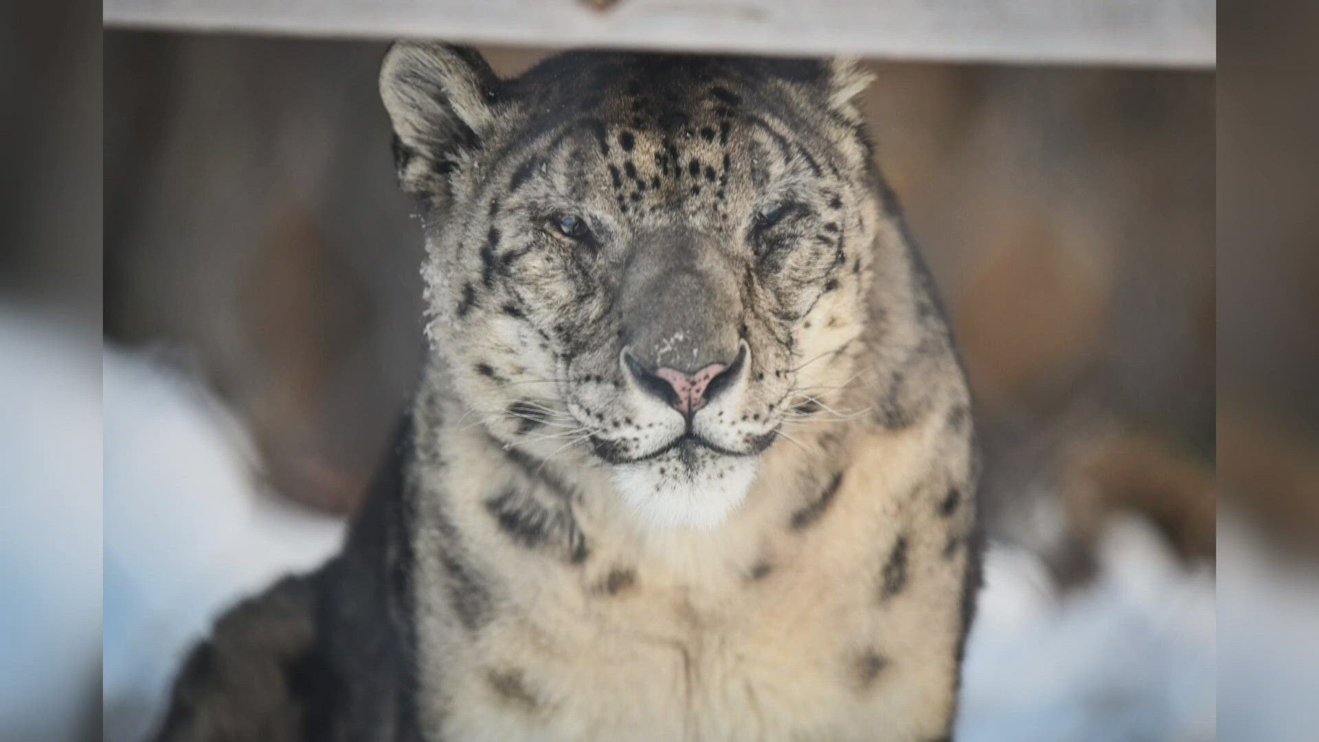 Beloved Louisville Zoo Snow Leopard dies; What we know | whas11.com