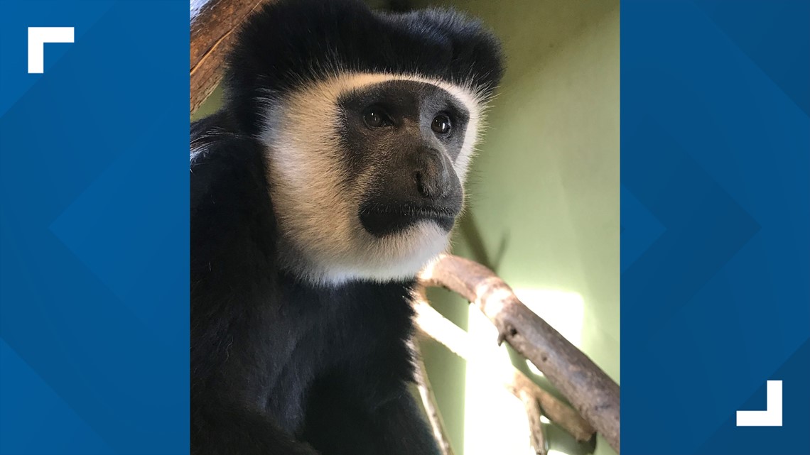 Monkey escapes at Louisville Zoo, quickly found near exhibit | whas11.com