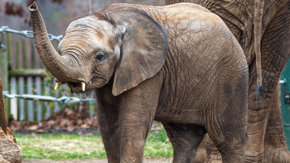Louisville Zoo's elephant diagnosed with possibly fatal disease ...