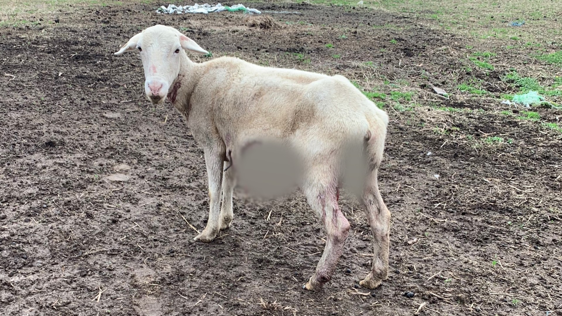 5 sheep killed, 1 put down and 7 missing after attack | whas11.com