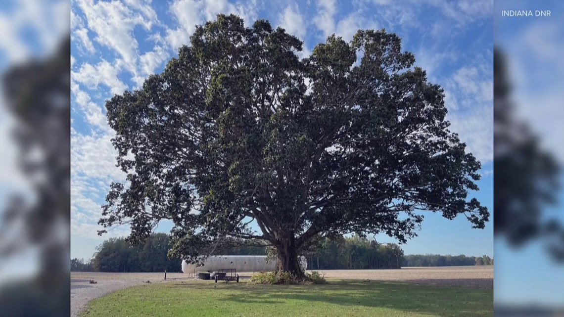 Indiana family recognized for having the largest tree of its kind in ...