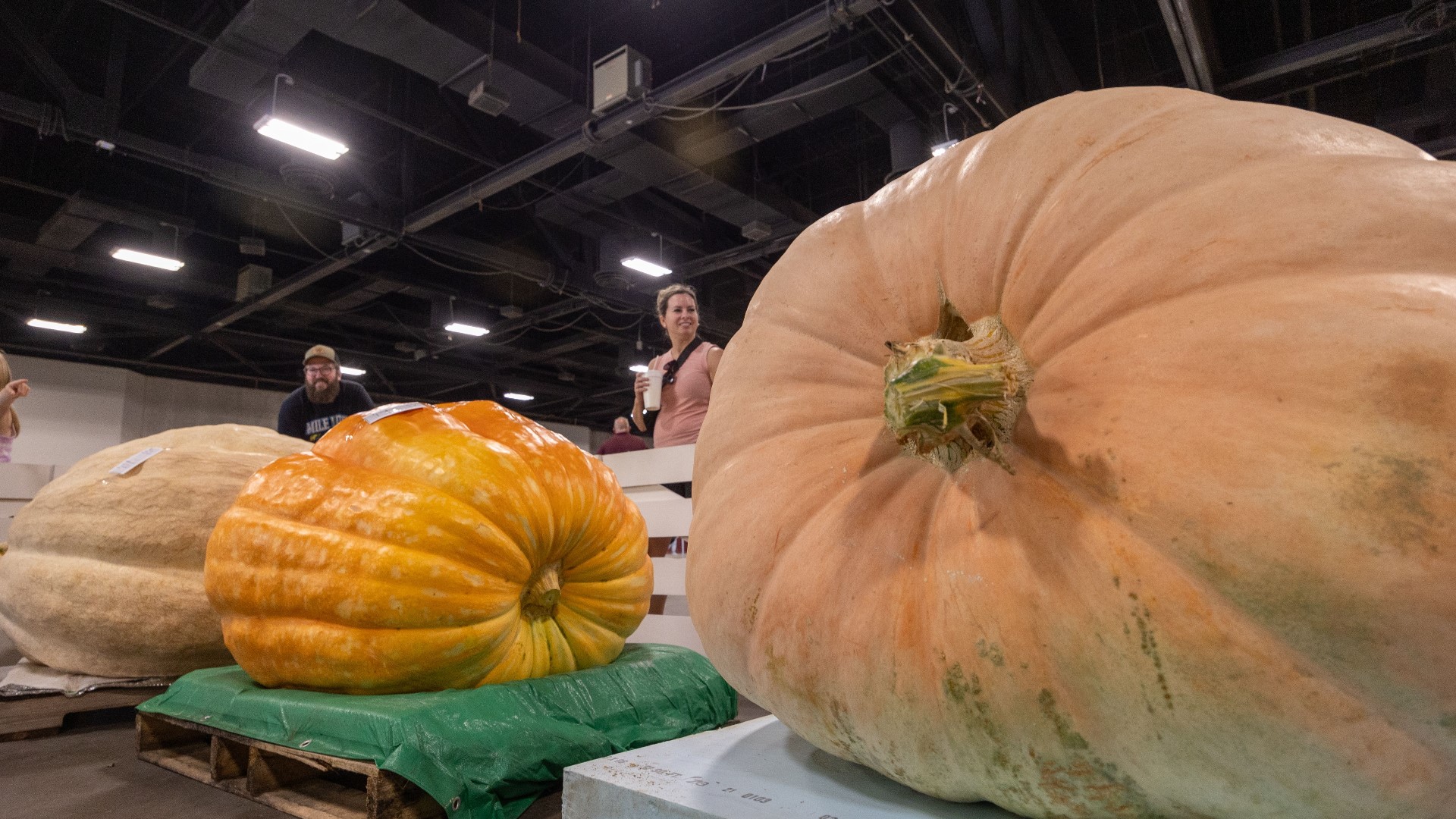 Kentucky State Fair crowns largest pumpkin, watermelon of 2023 | whas11.com