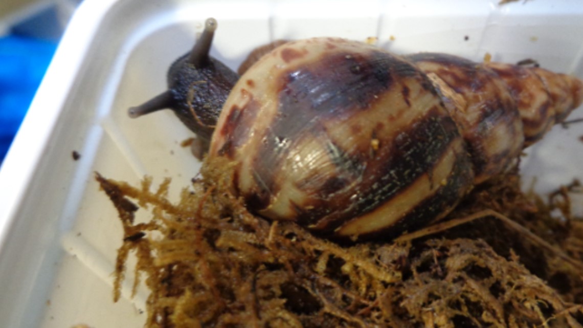 CBP Agriculture specialists seize 2 giant African snails | whas11.com