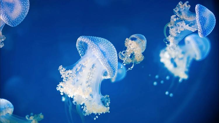 This $1.5M jellyfish exhibit will open soon at Newport Aquarium. Here's ...