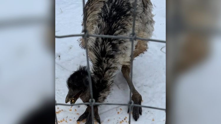 Hardin County family's pet emu found safe after strong storms | whas11.com
