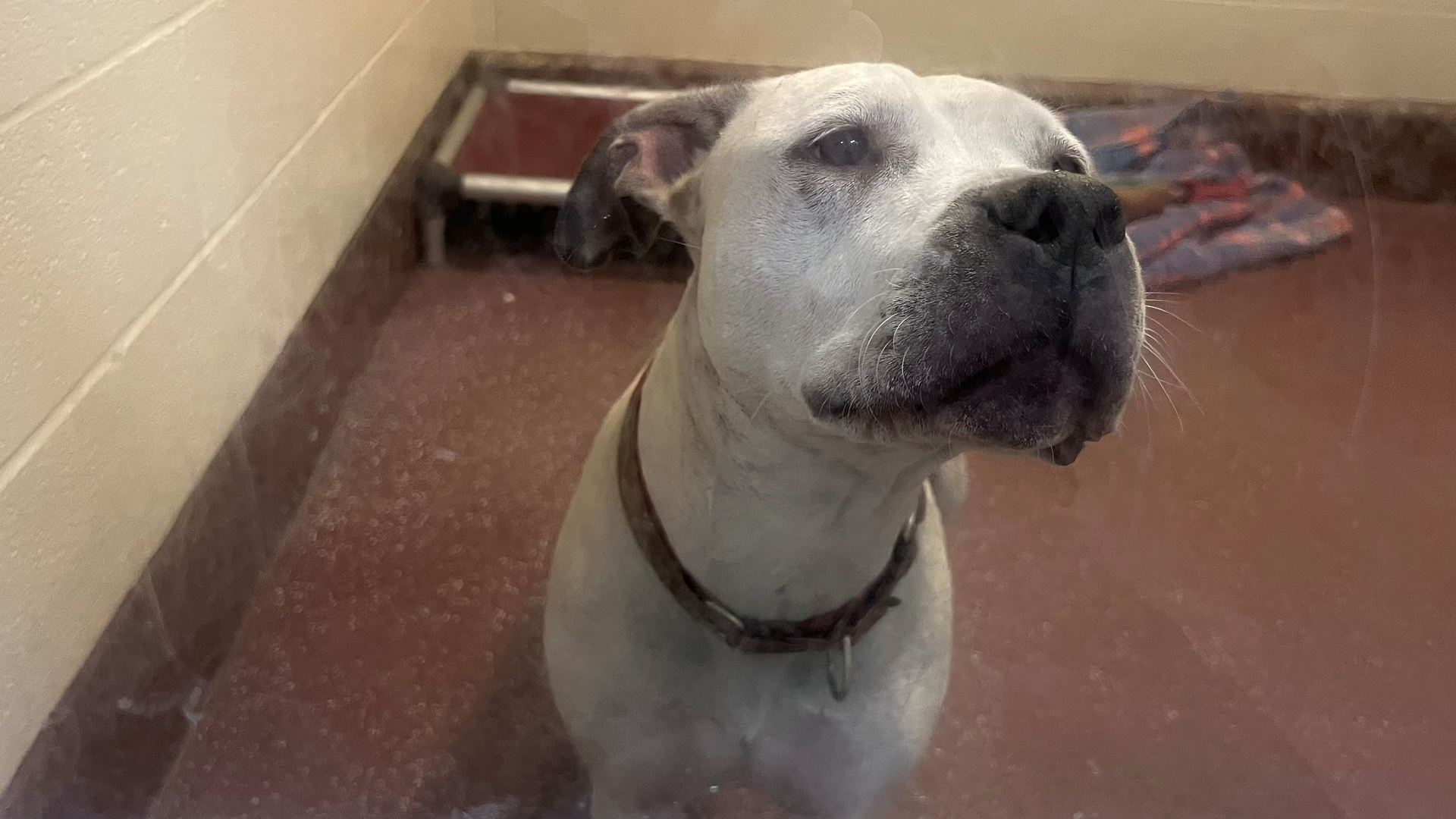 Louisville Metro Animal Shelter close to losing 'no-kill' status ...