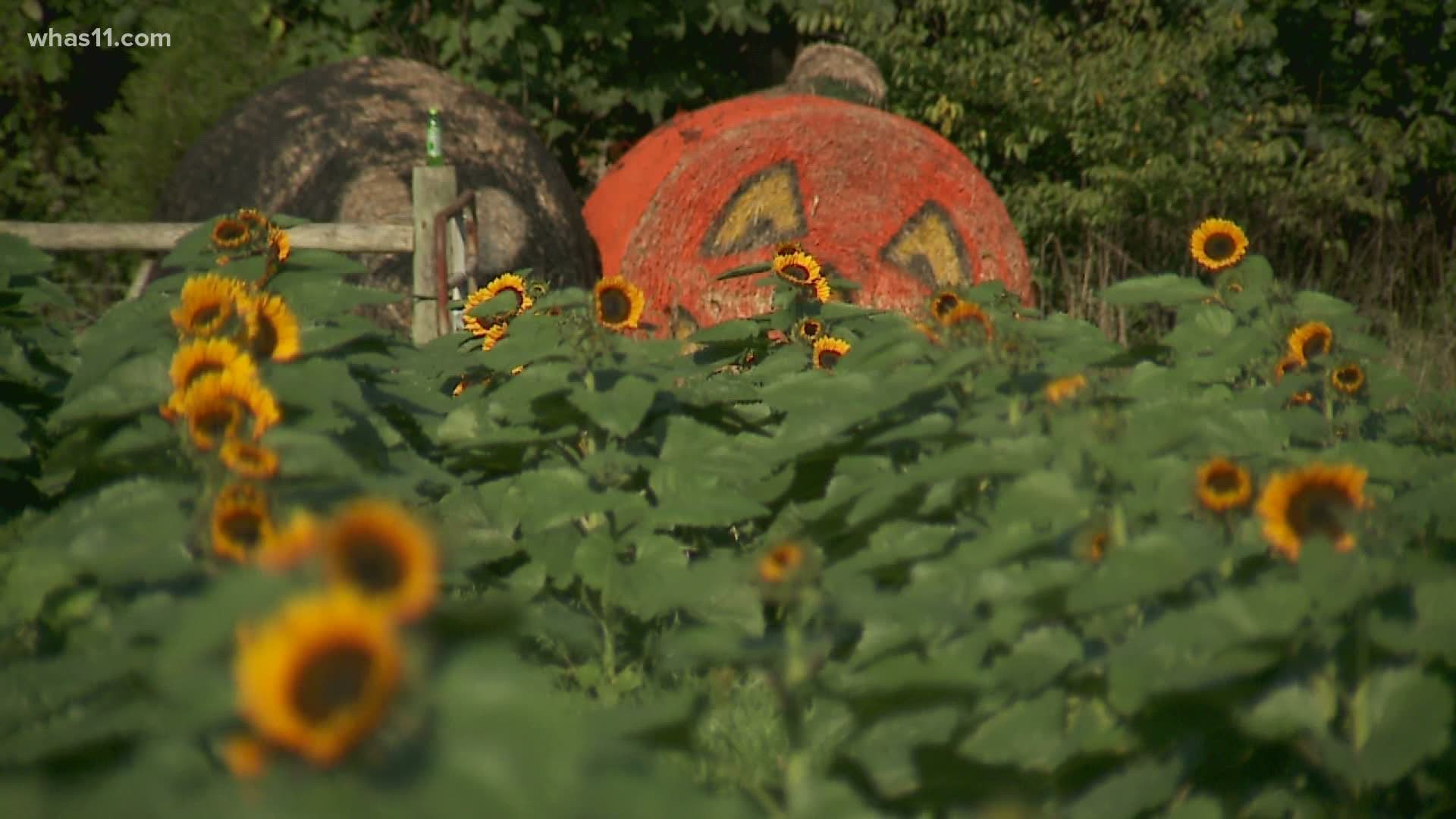 Cornucopia Farm opens sunflower field for fall | whas11.com