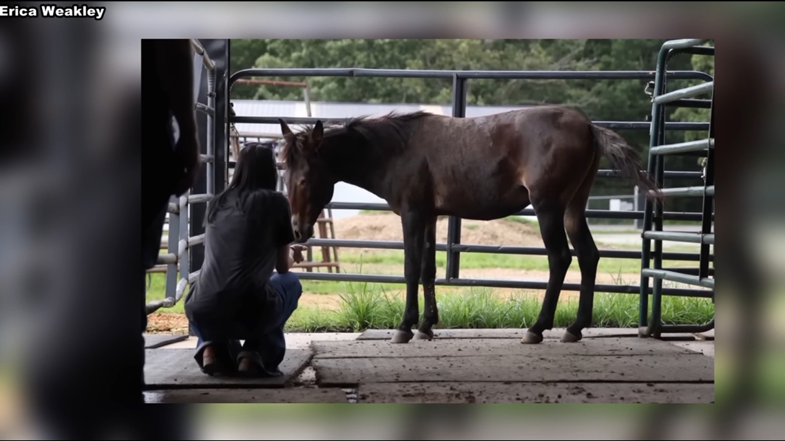 Tennessee community rallies behind family as 600-pound mule ran away ...
