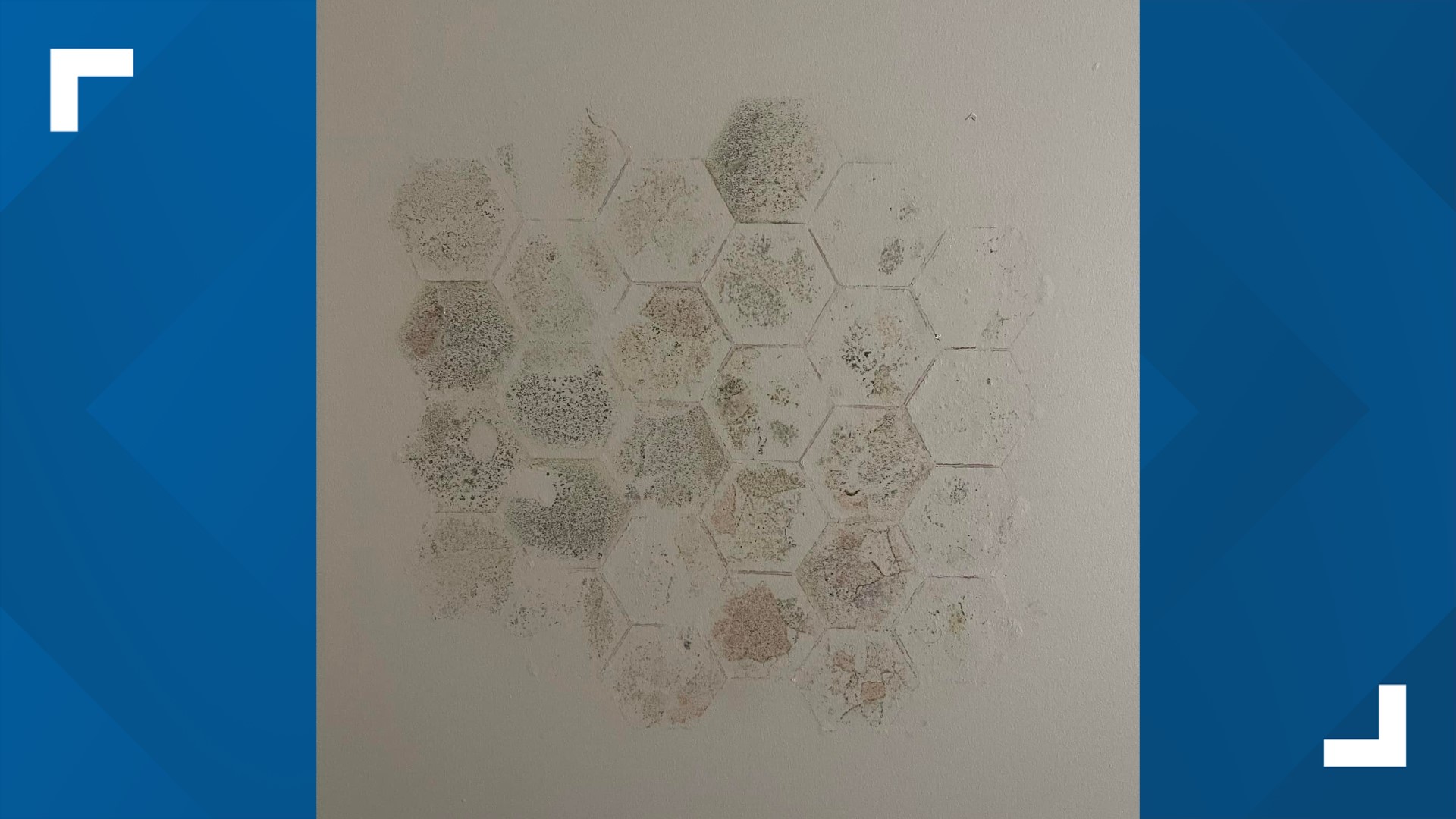 UofL student says Cardinal Towne apartment had mold | whas11.com