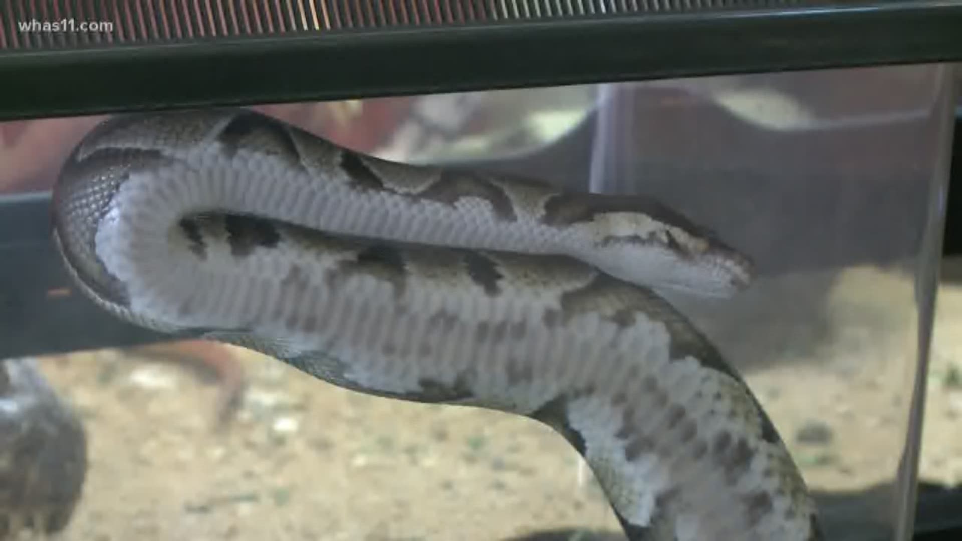 Guests interact with exotic reptiles during special show at Feeders ...