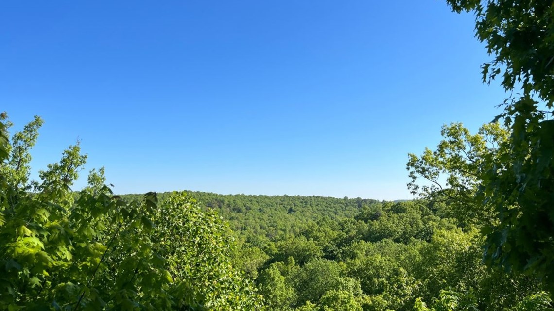 New species discovered at Bernheim Forest near Louisville | whas11.com