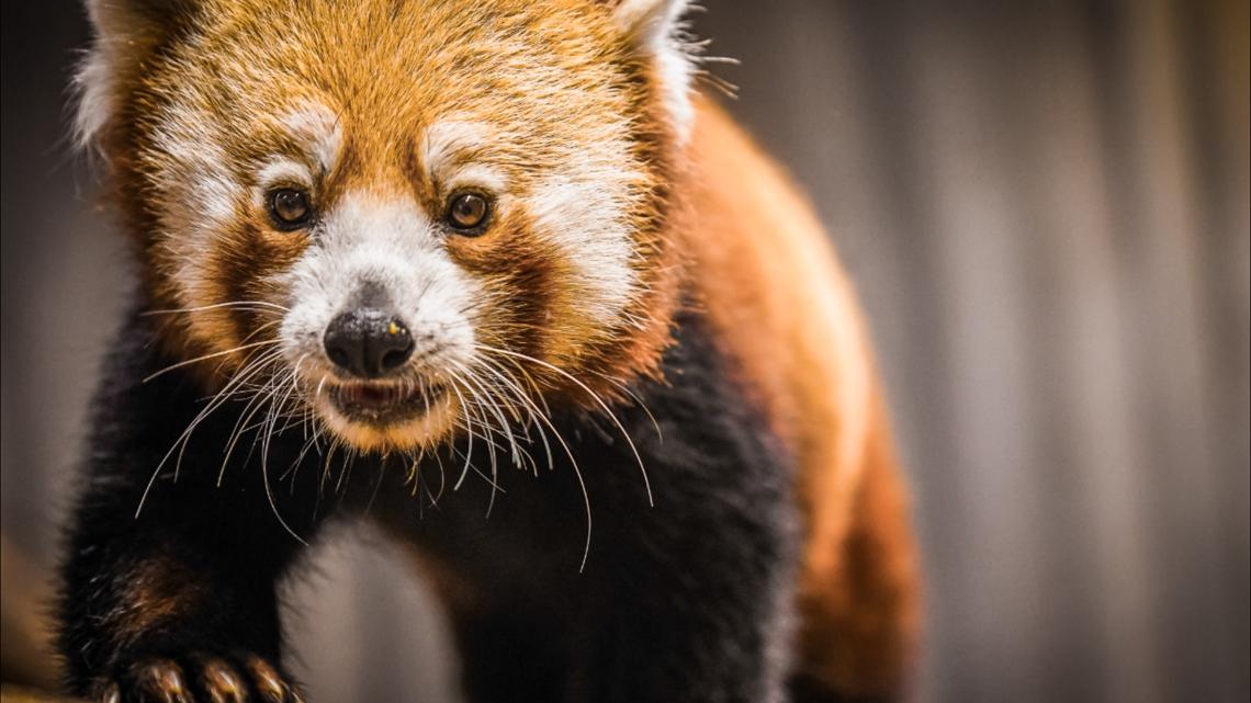 Louisville Zoo hosting red panda themed gala this summer | whas11.com