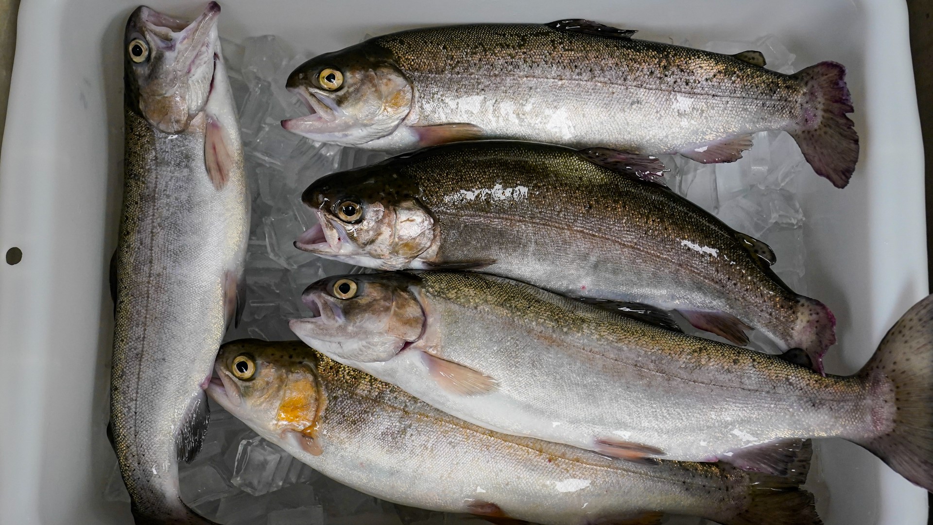 Midwestern farms struggling to market fish | whas11.com