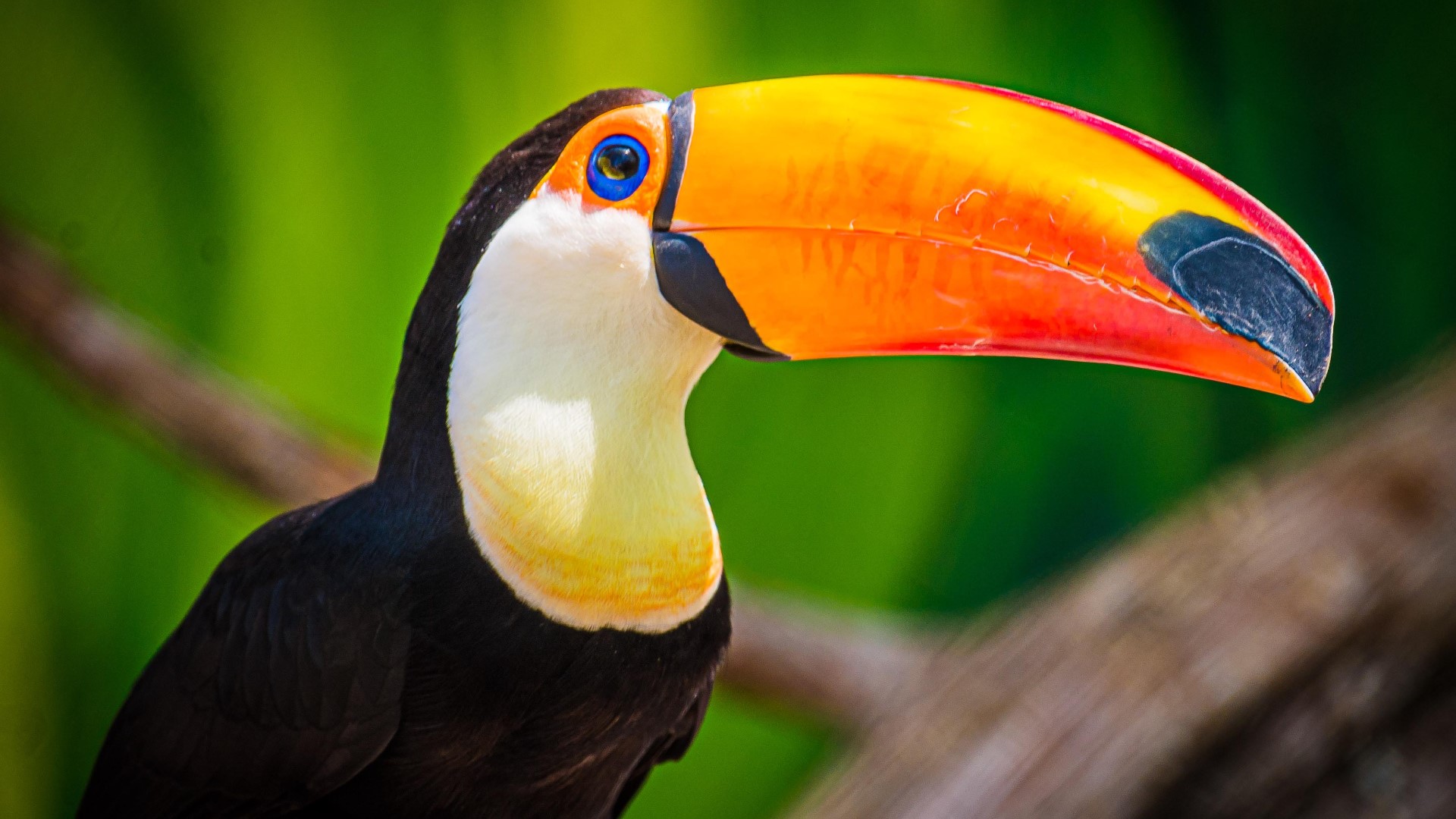 Louisville Zoo welcomes newest animal, toco toucan named Lucy | whas11.com