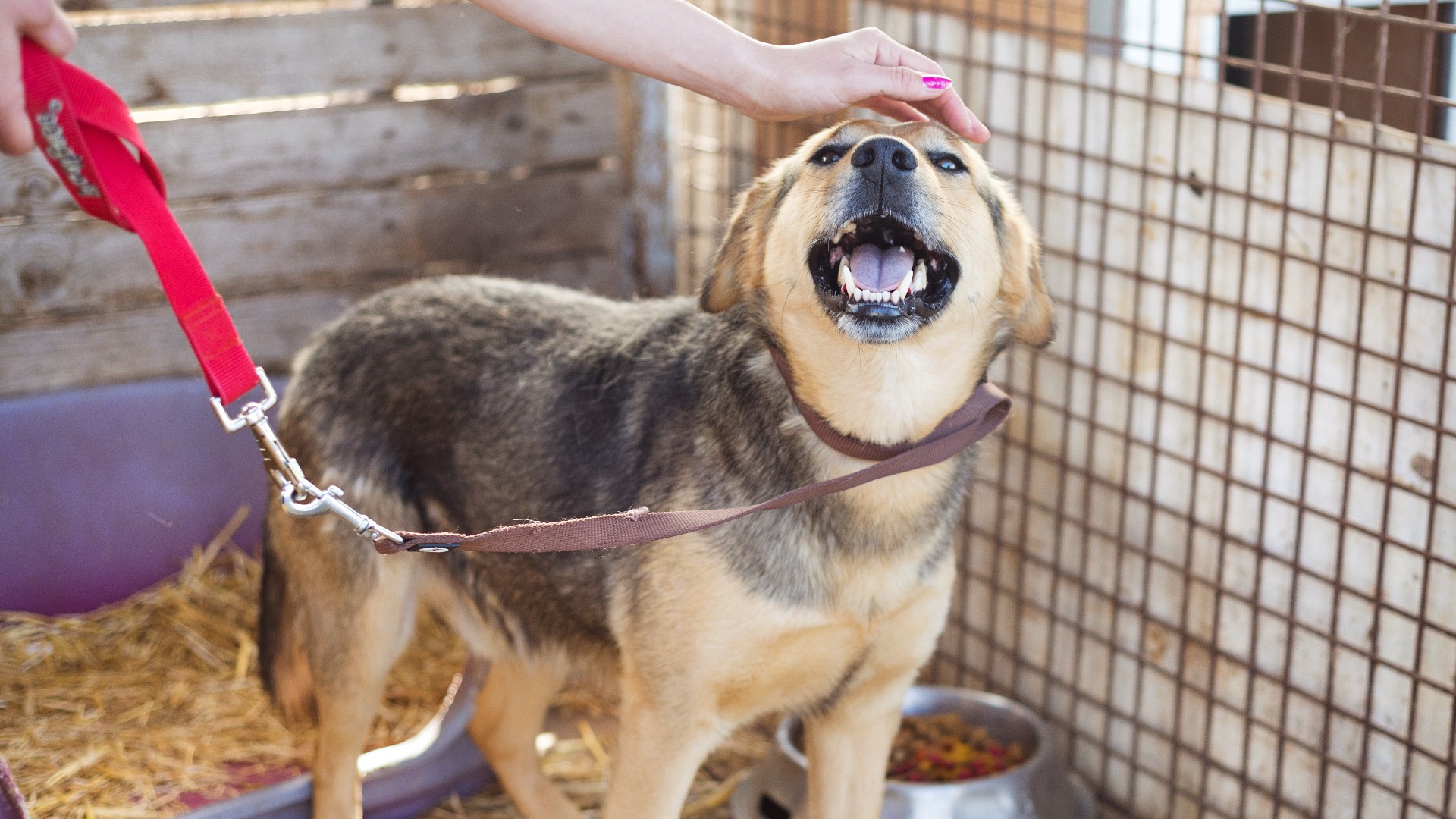 Dogs adopted, returned to owners after LMAS lost 'no-kill' status ...