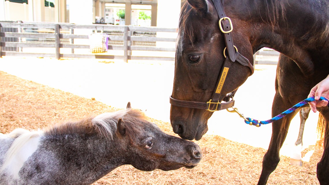 Kentucky Derby Museum Stable reopens, mini-horse gets named | whas11.com