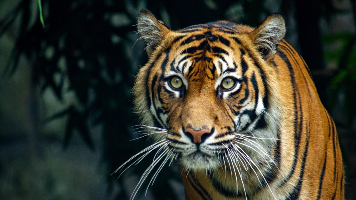 Rescued tigers recovering, heading to California zoo | whas11.com