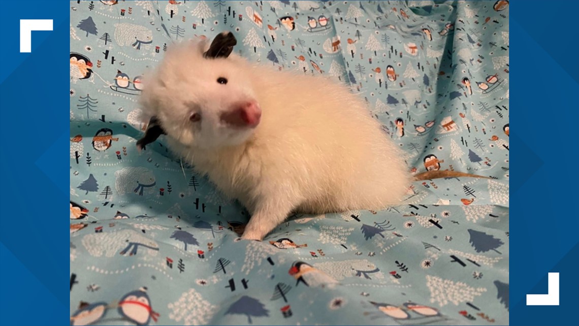 Rare opposum rescued after being hit by car in KY | whas11.com