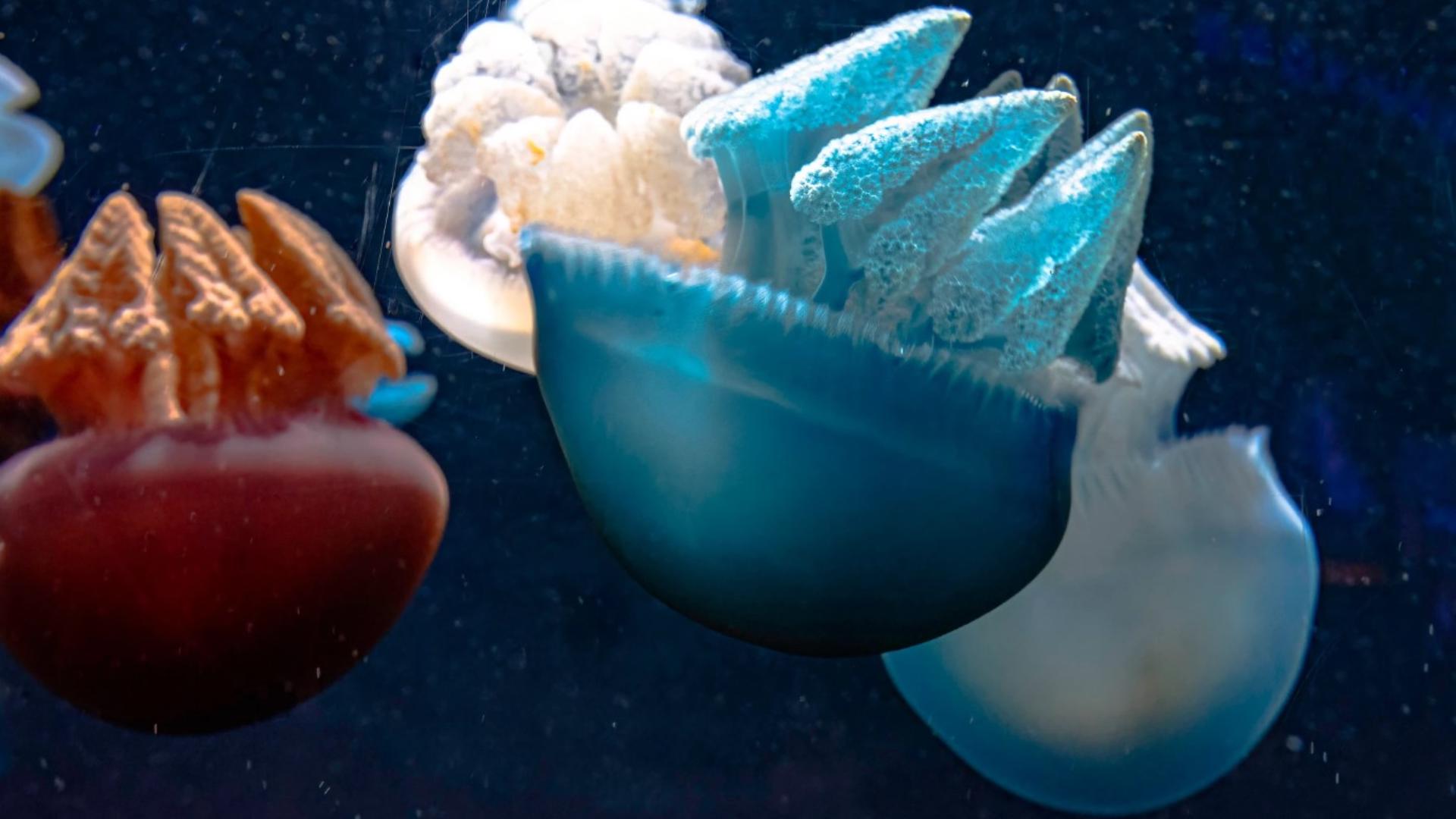 This $1.5M jellyfish exhibit will open soon at Newport Aquarium. Here's ...