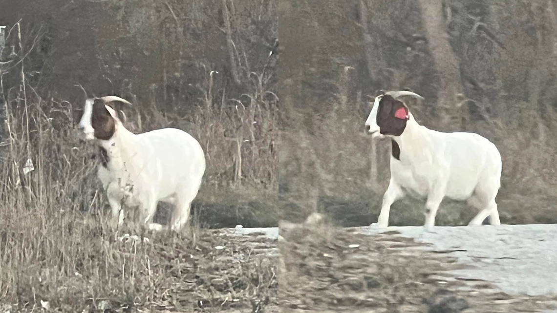 Elizabethtown Police receive numerous reports of mischievous goat ...