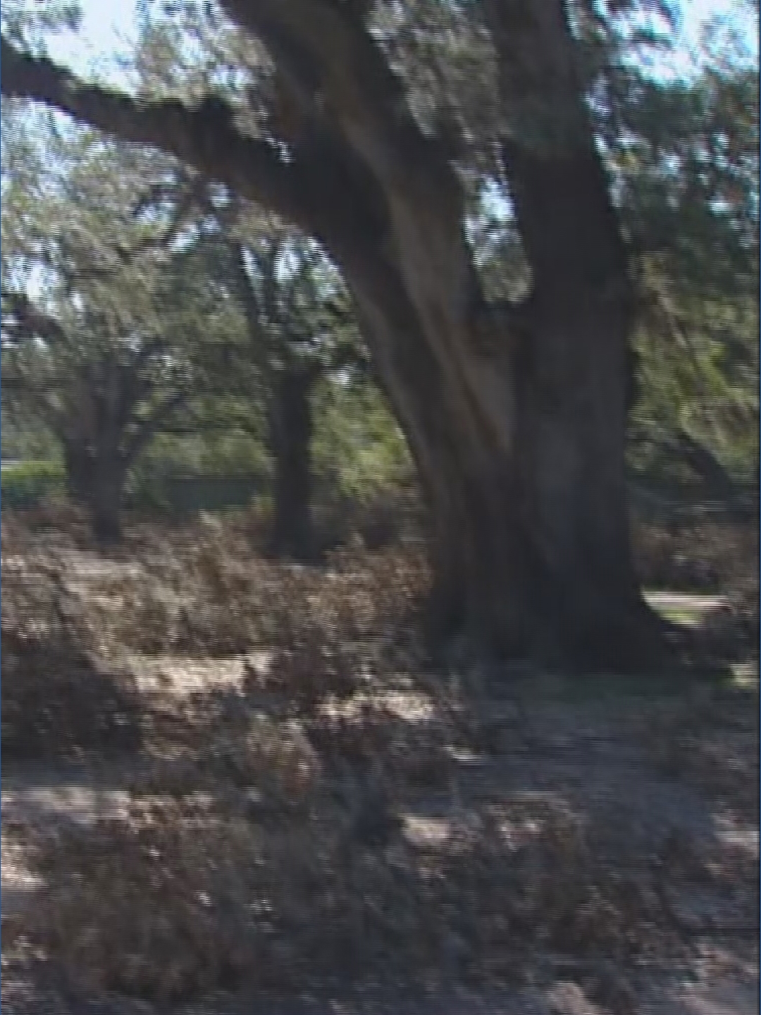 Louisville Zoo director reflects on Hurricane Katrina's impact | whas11.com