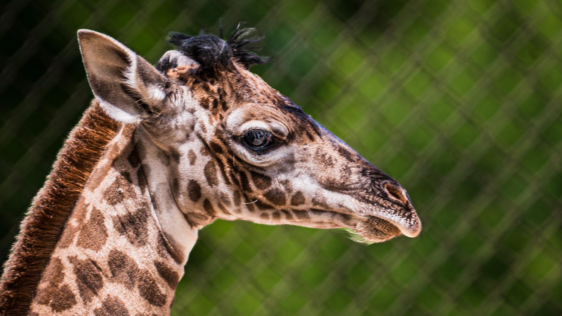 Louisville Zoo names baby Masai giraffe after longtime zookeeper ...