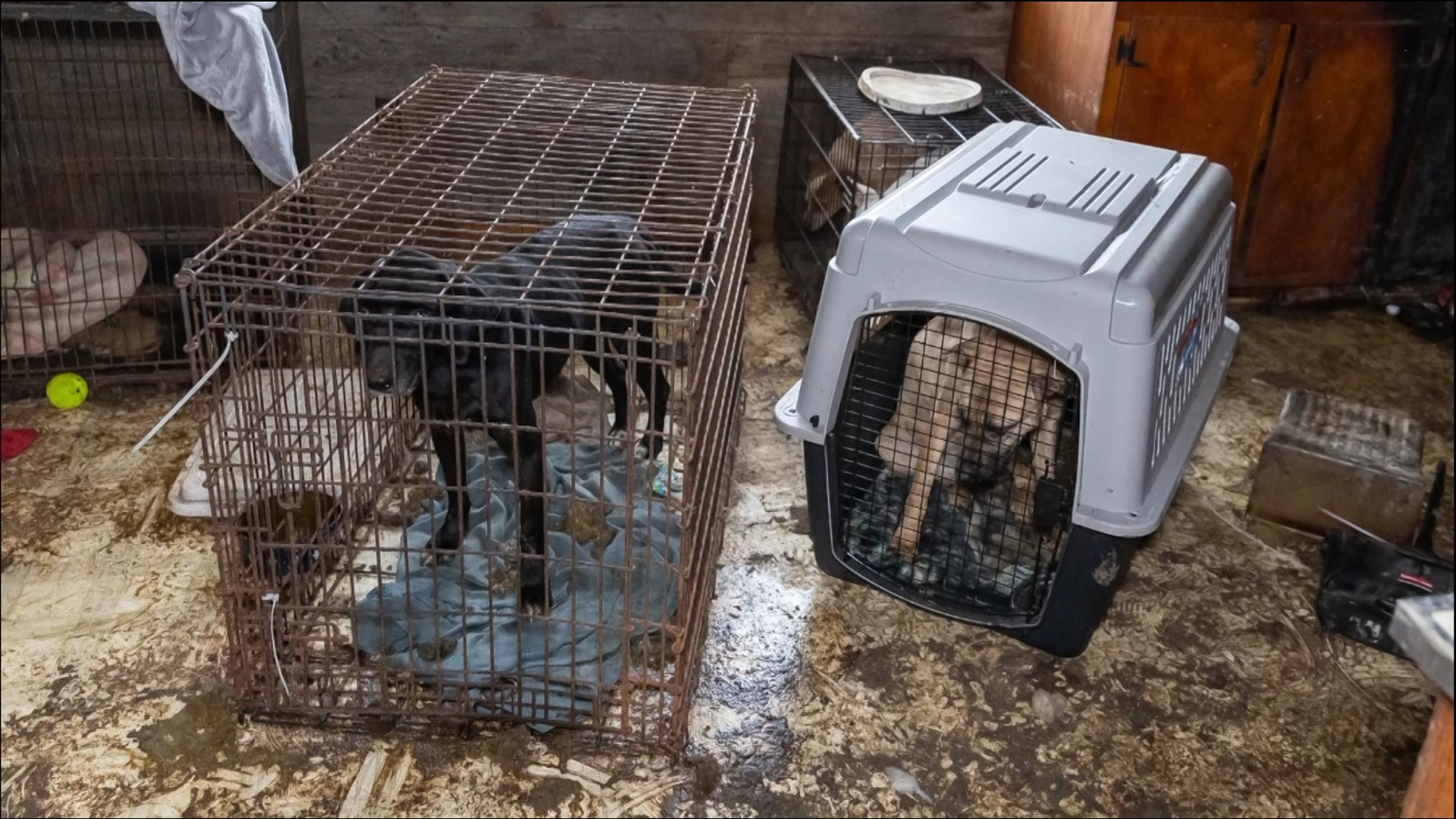 Kentucky woman not charged after dogs found dead, neglected | whas11.com