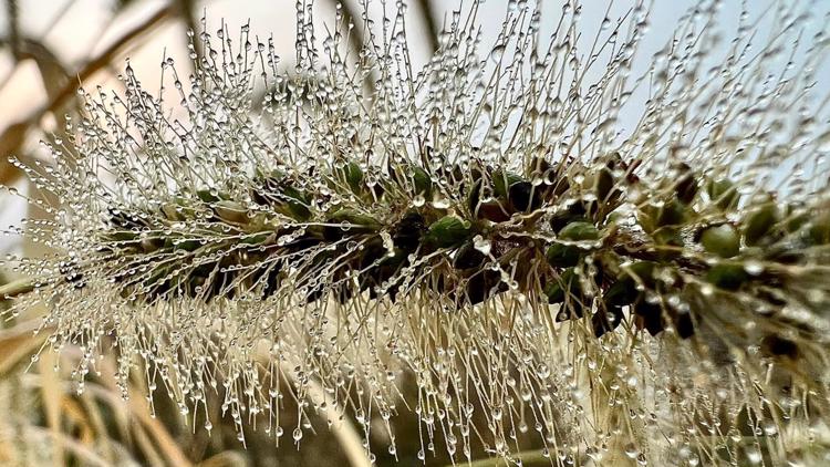 The science behind frost | WHAS11 First Alert StormTeam Blog | whas11.com