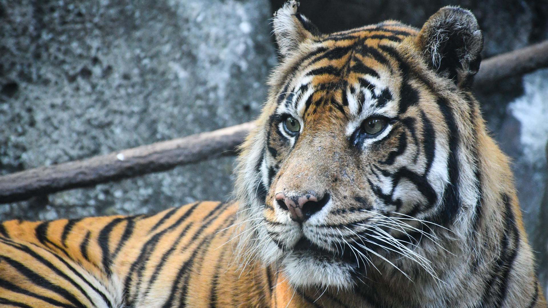 16-year-old Sumatran tiger dies at Louisville Zoo | whas11.com