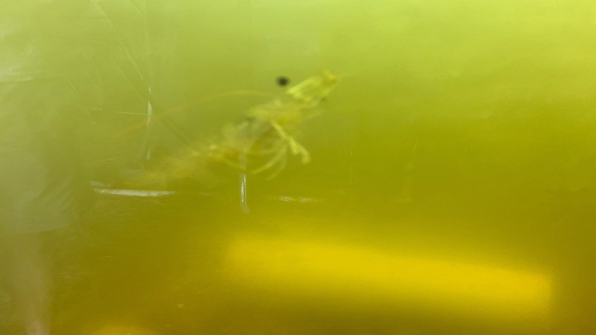 Did you know you can get saltwater shrimp raised in Kentucky? | whas11.com