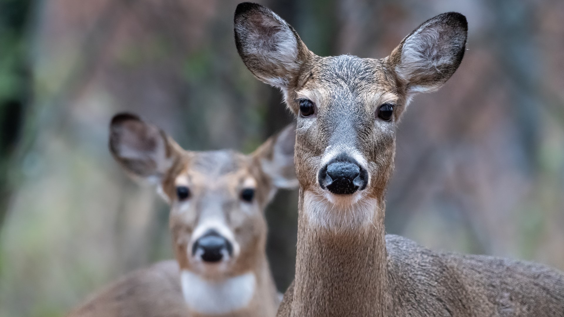 Kentucky hunters can turn in deer samples for chance to win prize ...