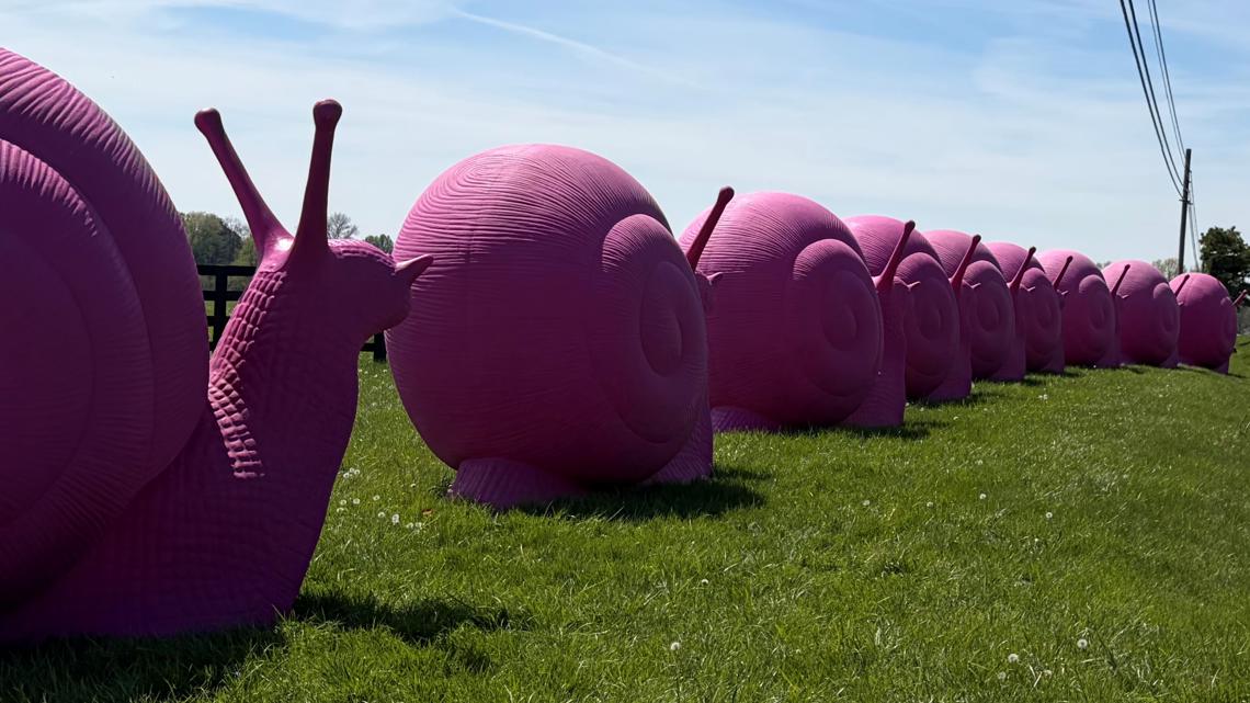 Giant pink snails are 'migrating' through Louisville. Here's why ...