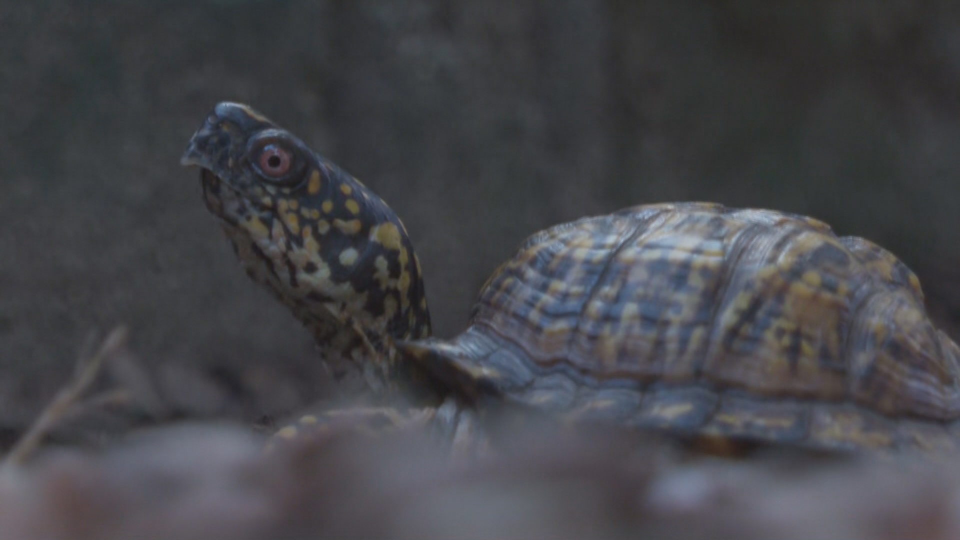 1 stolen box turtle returned to Louisville Nature Center | whas11.com