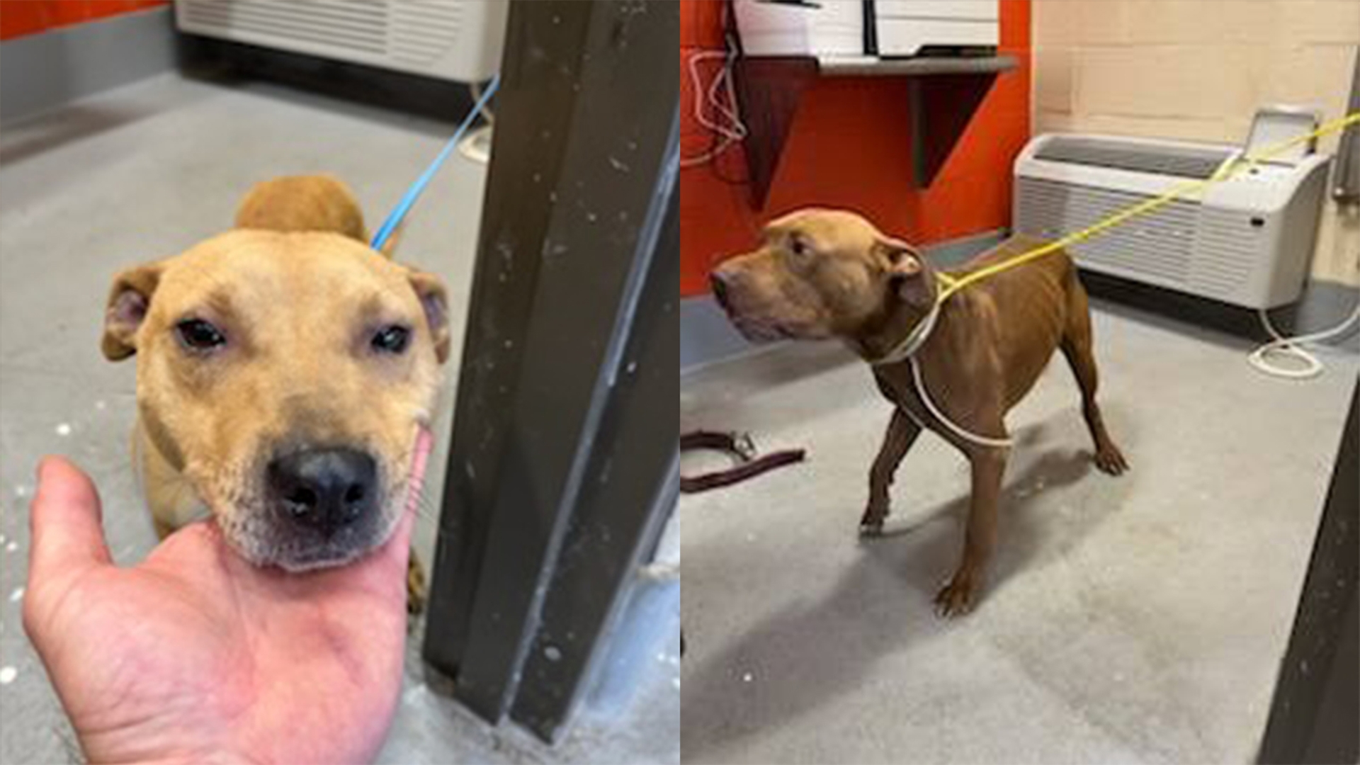 Dogs seized in dog fighting arrest recovering at LMAS | whas11.com