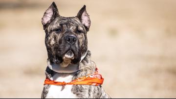 Ethan Almighty: Kentucky rescue dog's story is hitting the big screen ...