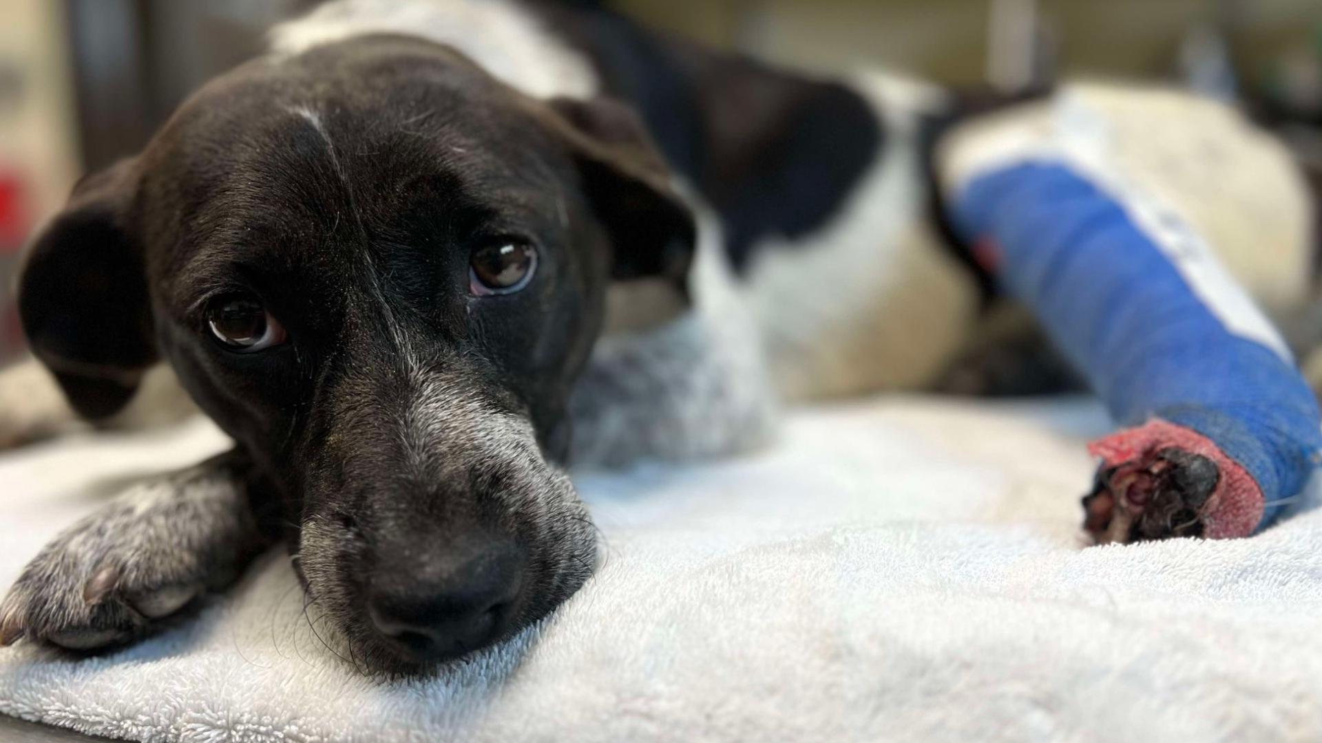 Dog thrown from moving car on Kentucky highway now recovering | whas11.com