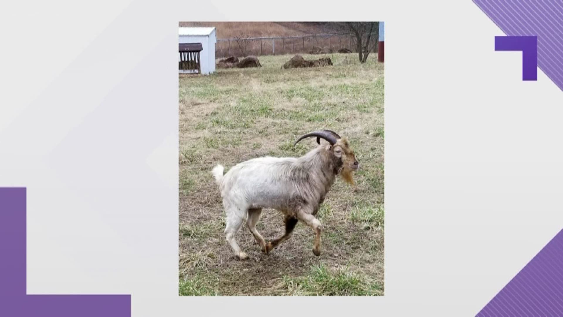 Houdini the goat settled in new home in Guston, Kentucky | whas11.com