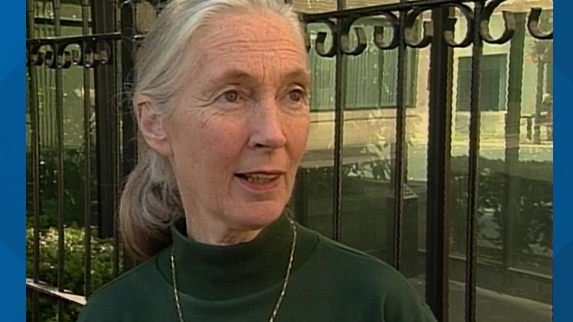 WHAS 11 Vault | Dr. Jane Goodall inspires hope in 1999 | whas11.com