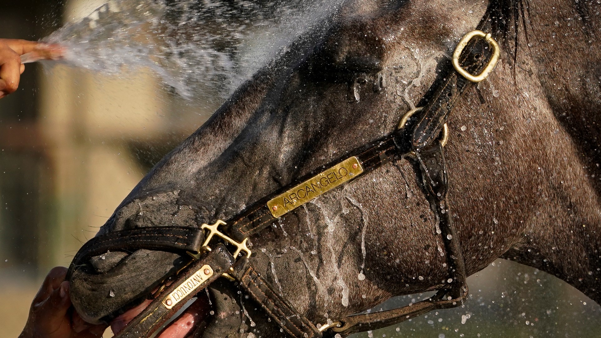 Secretariat Triple Crown celebration subdued by death | whas11.com