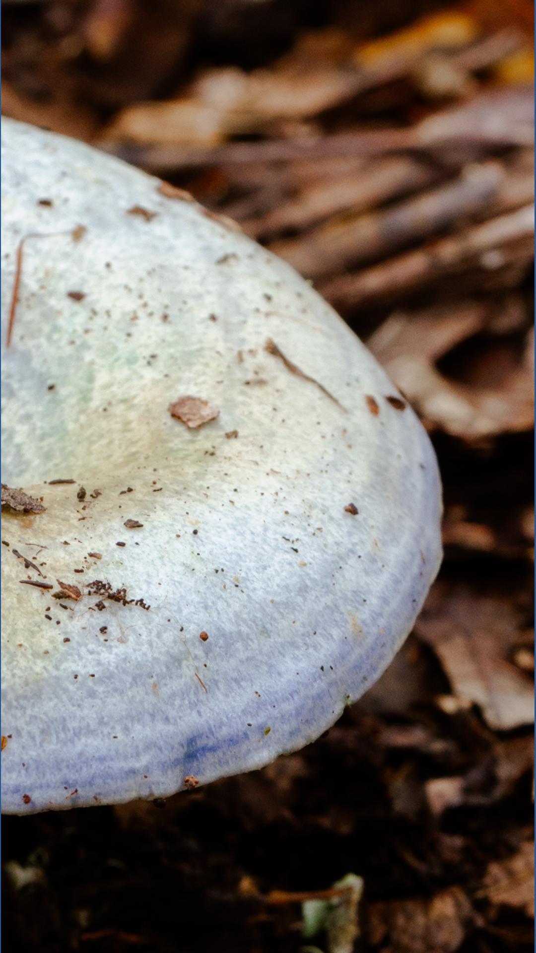Kentucky may soon add an official state mushroom to its list of symbols ...