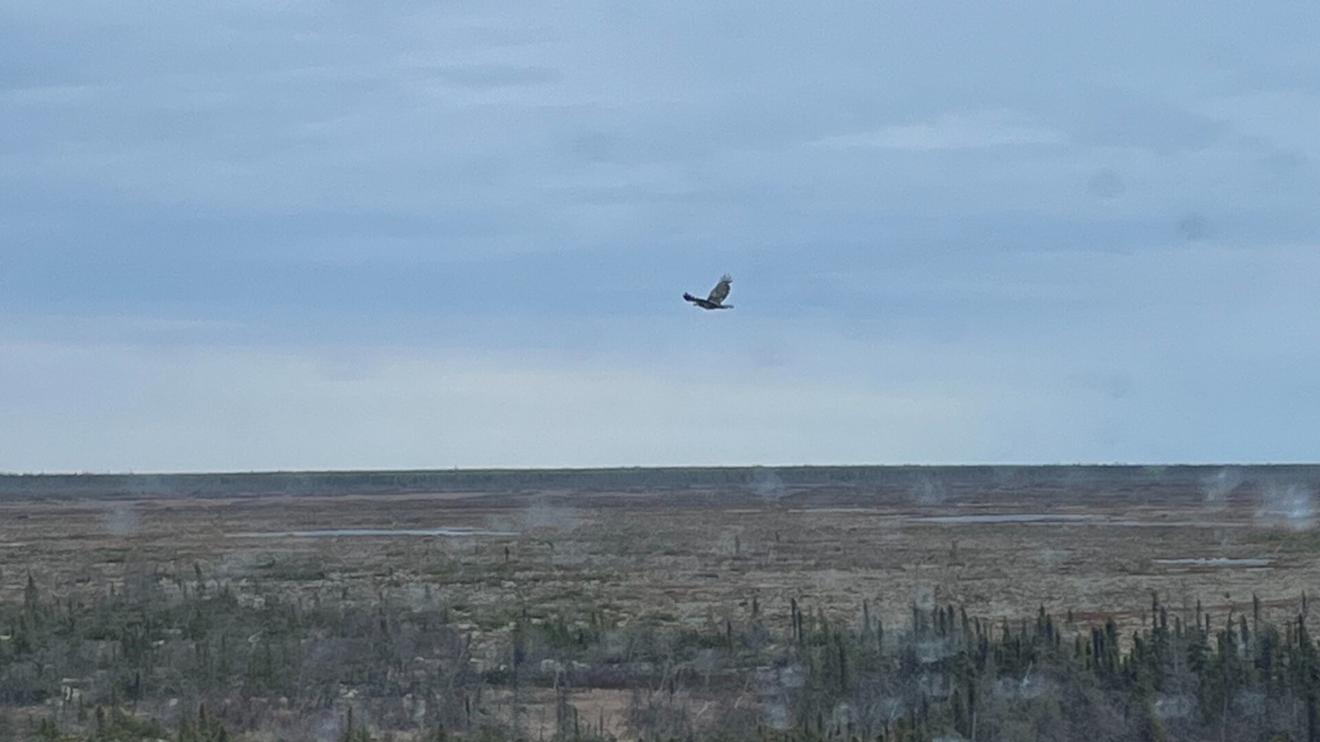 Bernheim Forest’s golden eagle Athena is back. See her 1,700-mile ...