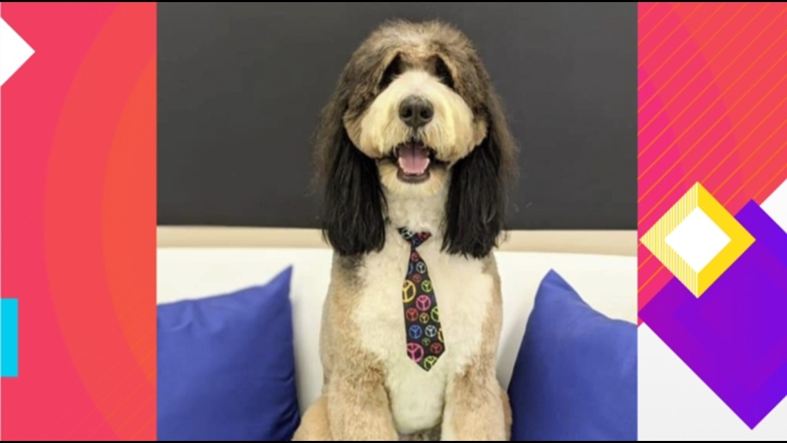 See Spot Snapshots on Great Day Live! | whas11.com