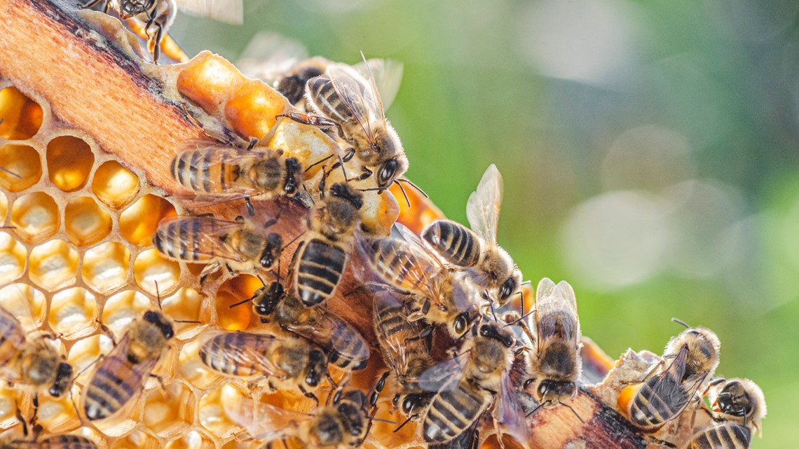 HoneyBear Farms offers local honey, workshops in Louisville | whas11.com
